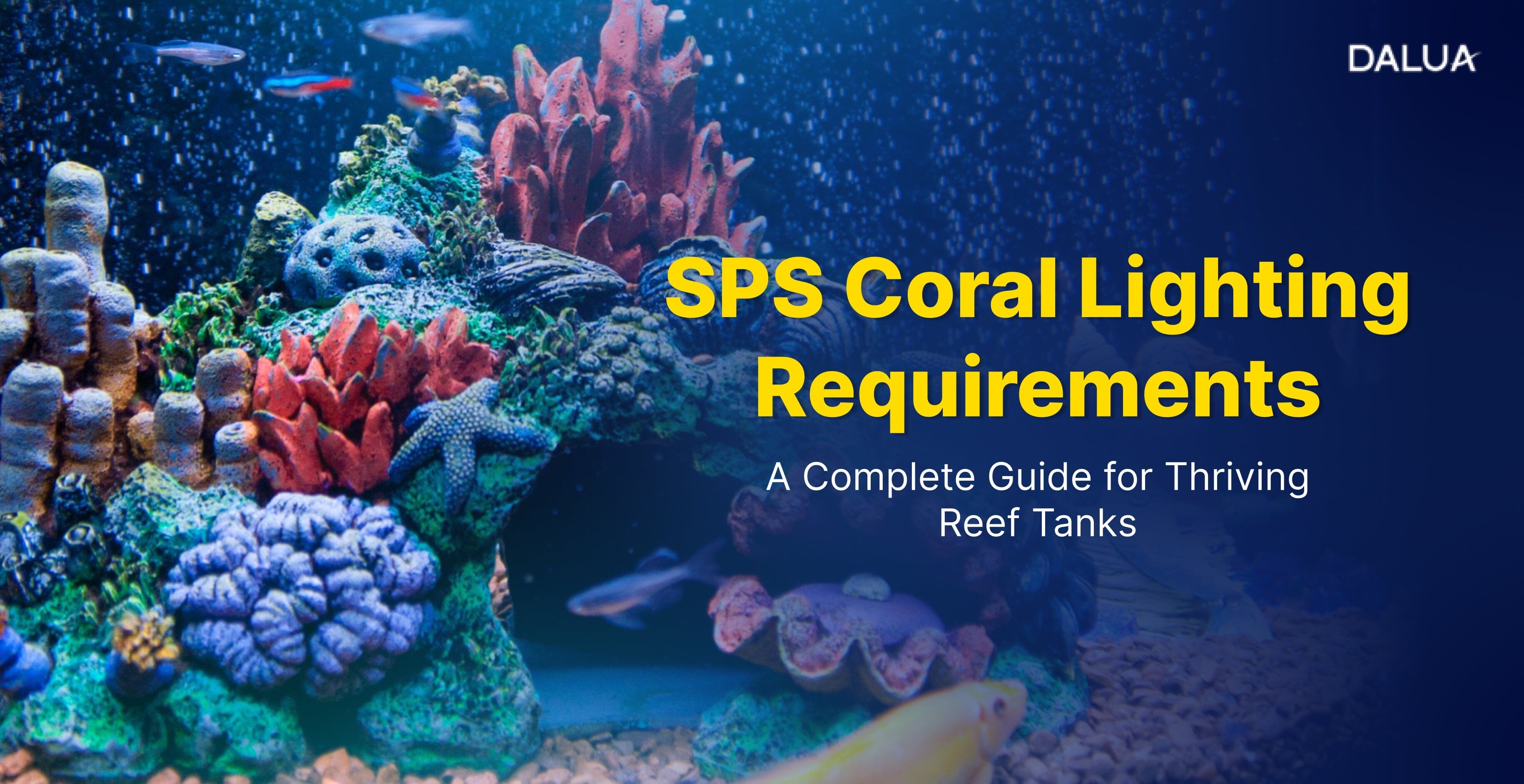 SPS Coral Lighting Requirements Guide | Dalua International LLC