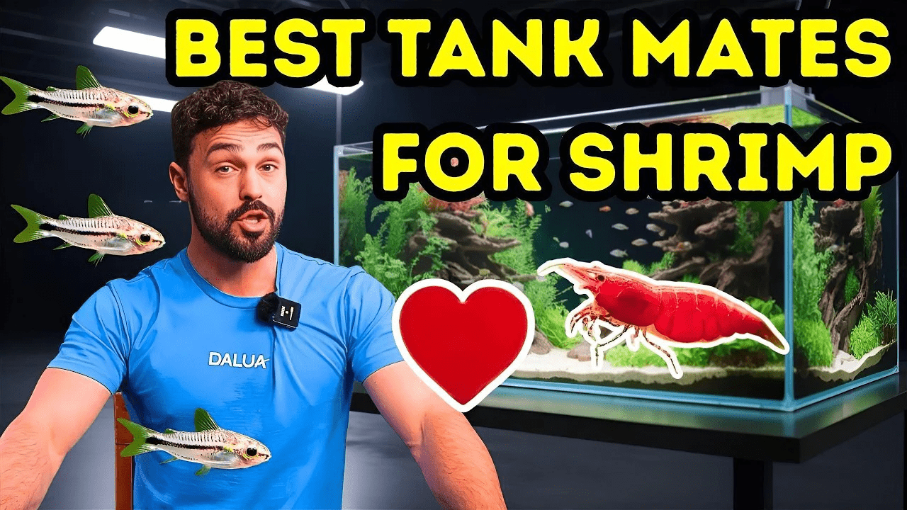 Top 5 Shrimp-Safe Fish for Thriving Community Aquariums – Dalua ...