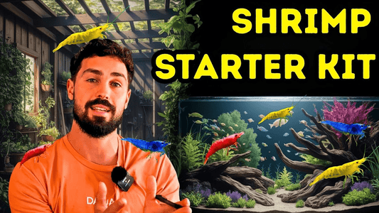 BREEDING AQUARIUM FISH – Dalua International LLC