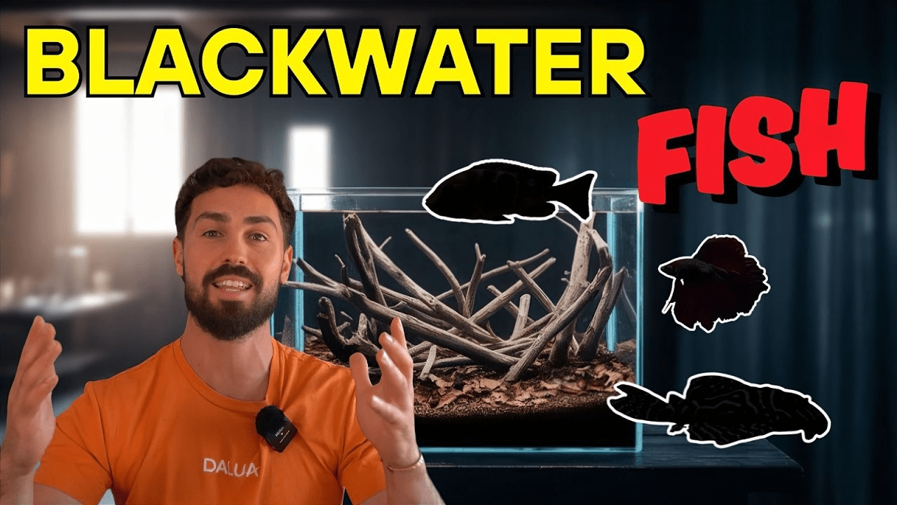Top 5 Fish for Blackwater Aquariums — Best Species & Setup Tips – Dalua ...