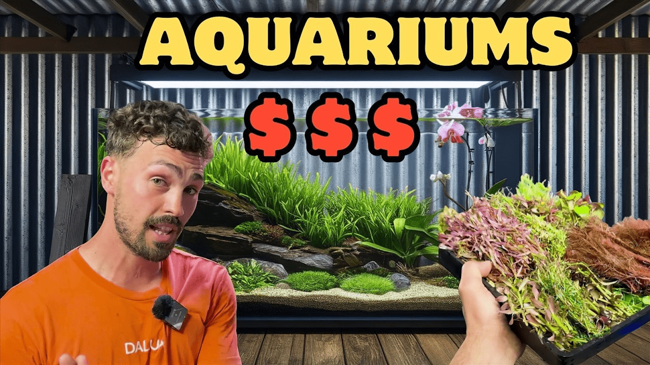 Make Money With Your Aquarium This Weekend – Easy Aquarist Side Hustle ...