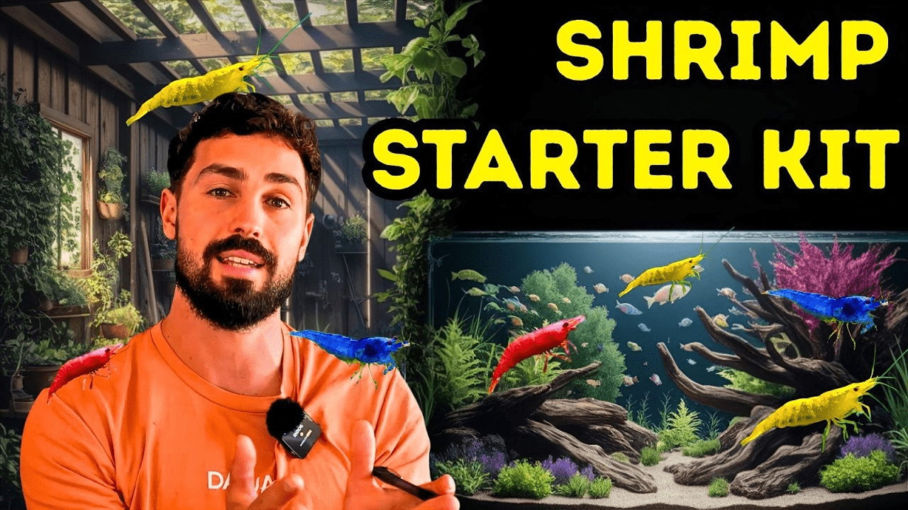Starting a Thriving Cherry Shrimp Colony: Beginner’s Guide to Aquarium ...