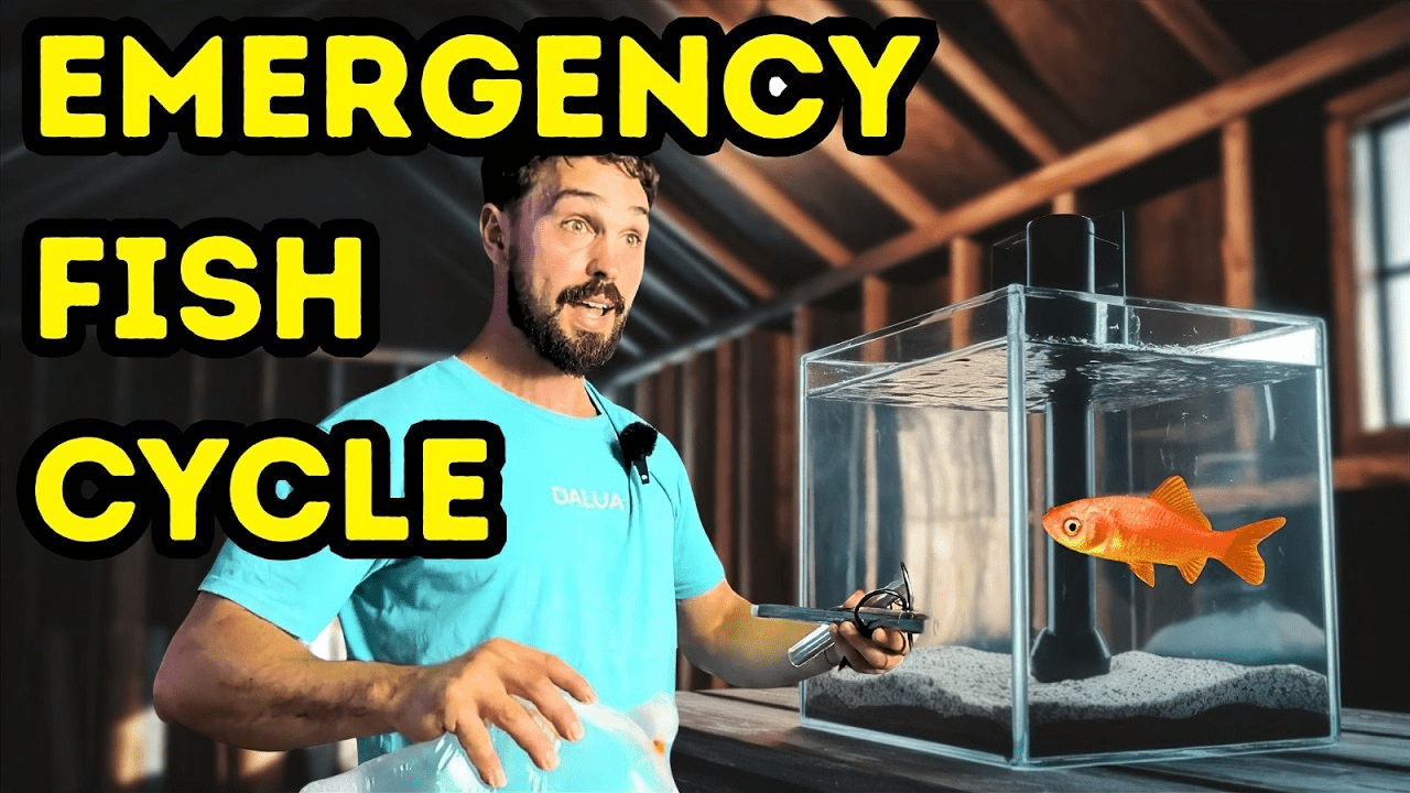 The Secret Hack to Instantly Cycle Your Fish Tank (No Waiting!) – Dalua ...