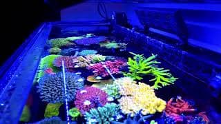 The Most Amazing Illumagic Reef Tank In The World – Dalua International LLC