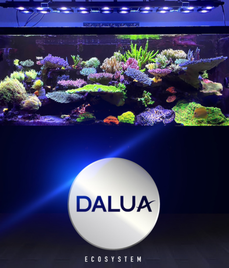 Dalua.com - Home of the 12 week reef – Dalua International LLC
