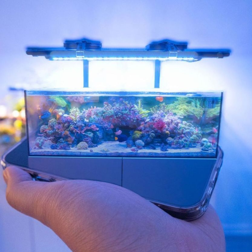 Dalua.com - Home of the 12 week reef – Dalua International LLC